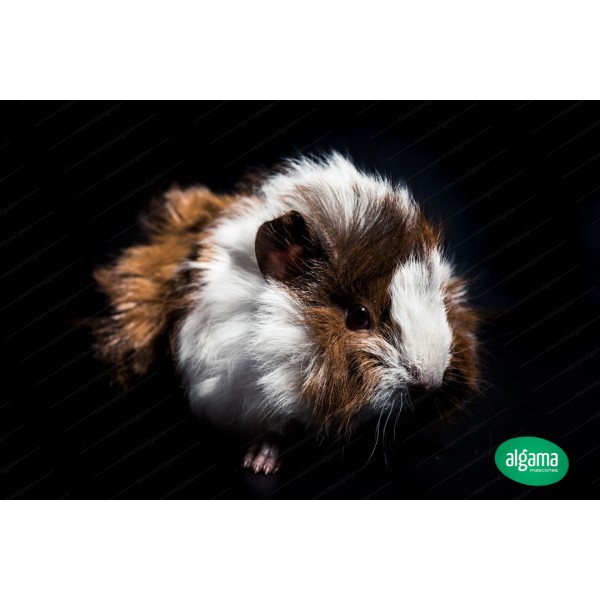 Comprar Cobaya peruana abisina | Animales exóticos | Mascotas Algama