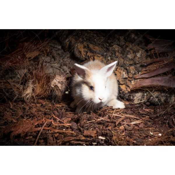 Comprar conejos enanos Online | Conejo enano toy | Animales exóticos ...