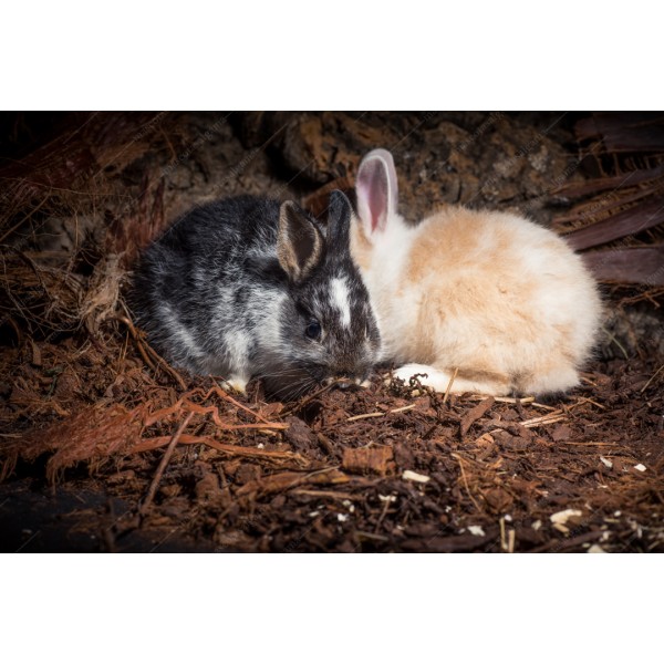 Comprar conejos enanos Online | Conejo enano toy | Animales exóticos ...