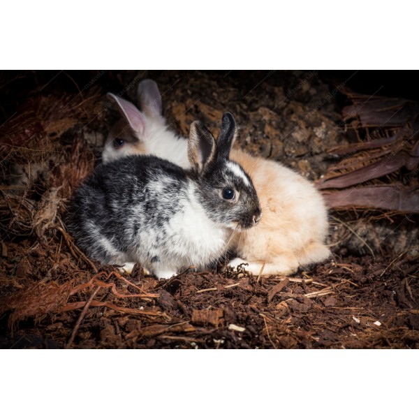 Comprar conejos enanos Online | Conejo enano toy | Animales exóticos ...