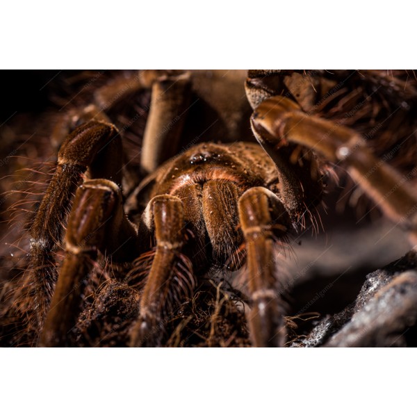 Comprar tarántula Goliat | Animales exóticos | Mascotas Algama