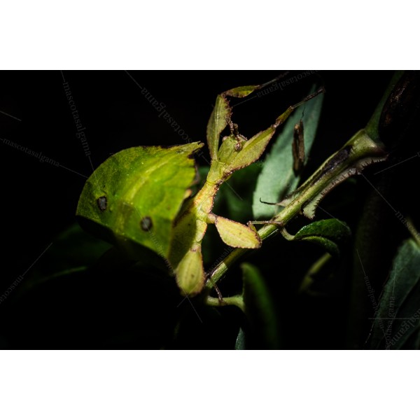 Comprar insecto hoja | Animales exóticos | Mascotas Algama