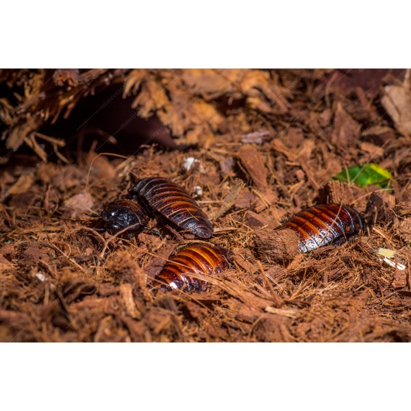 Comprar Cucaracha gigante de madagascar / Mascotas Algama / Animales ...