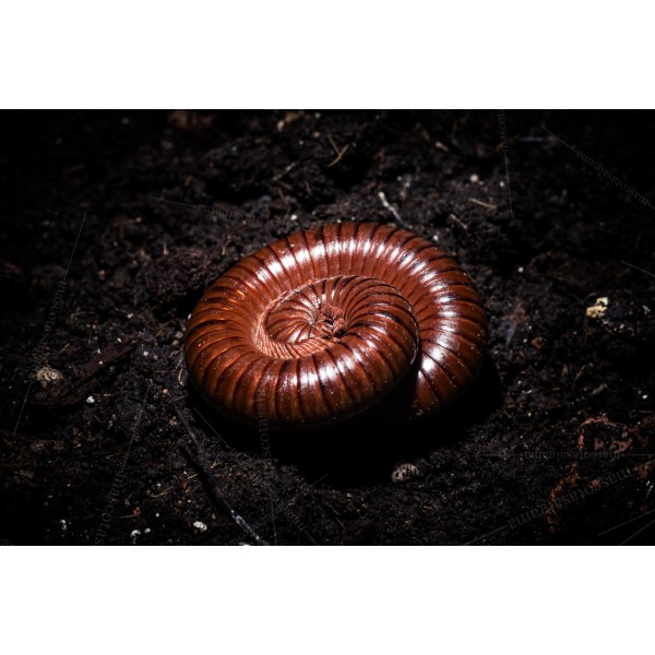 Comprar Milpiés Gigante Chocolate - Ophistreptus guineensis | Animales ...