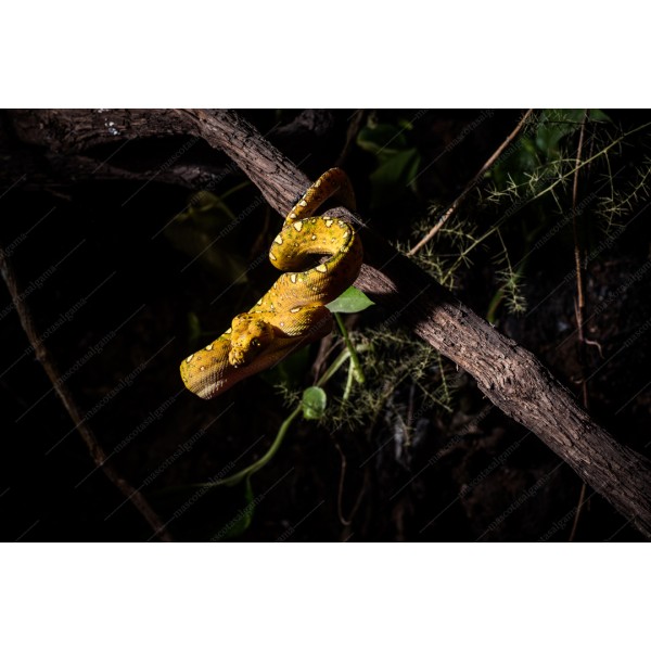 Comprar Morelia Viridis Biak - Pitón arborícola verde / Mascotas Algama ...