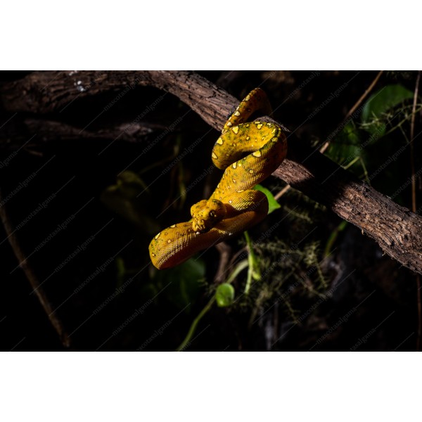 Comprar Morelia Viridis Biak - Pitón arborícola verde / Mascotas Algama ...