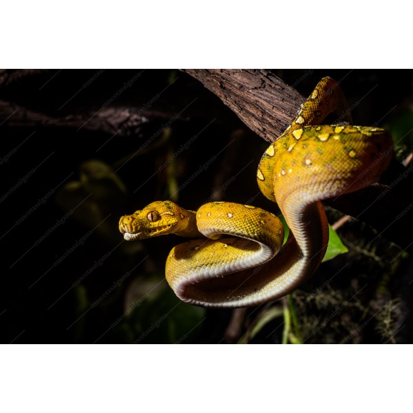Comprar Morelia Viridis Biak - Pitón arborícola verde / Mascotas Algama ...