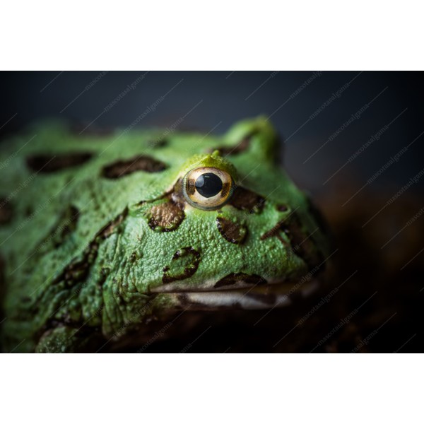 Comprar Rana Pacman azul menta Peppermint - Ceratophrys Cranwelli ...