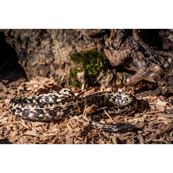 Comprar candoia paulson | Animales exóticos | Mascotas Algama