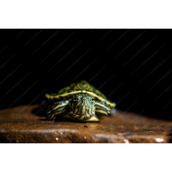Comprar Tortuga Pavo Real - Trachemys Venusta | Animales exóticos ...
