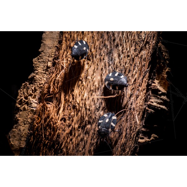 Comprar cucaracha de puntos | Animales exóticos | Mascotas Algama