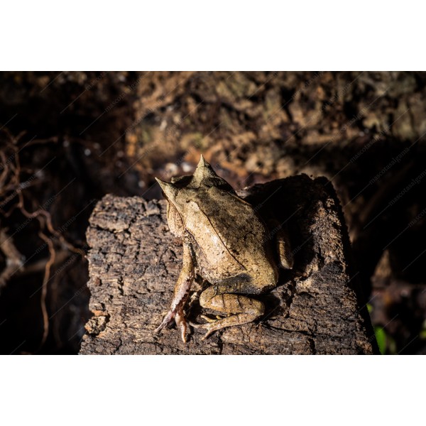 Comprar Rana Hoja Malaya - Megophrys Nasuta | Animales exóticos ...