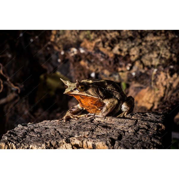 Comprar Rana Hoja Malaya - Megophrys Nasuta | Animales exóticos ...