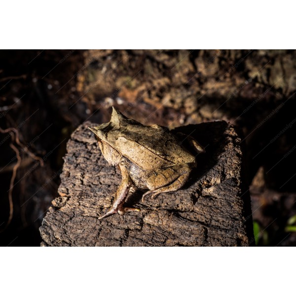 Comprar Rana Hoja Malaya - Megophrys Nasuta | Animales exóticos ...