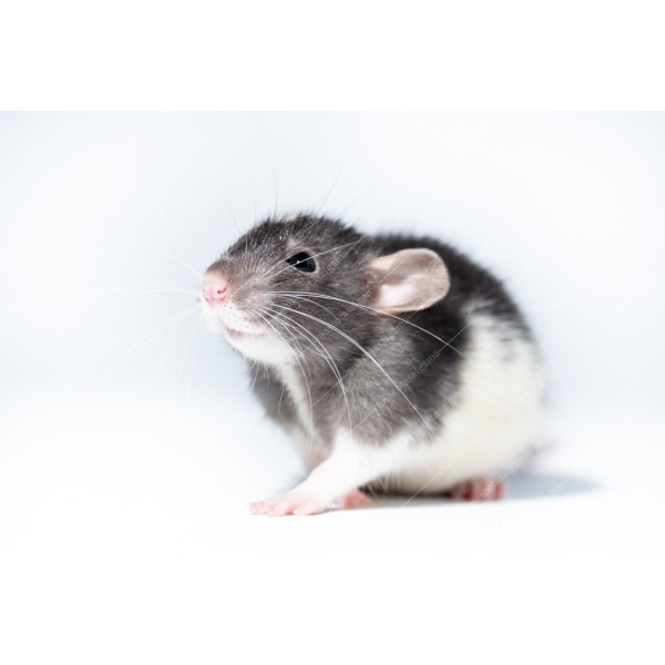 Comprar Rata Dumbo | Animales exóticos | Mascotas Algama
