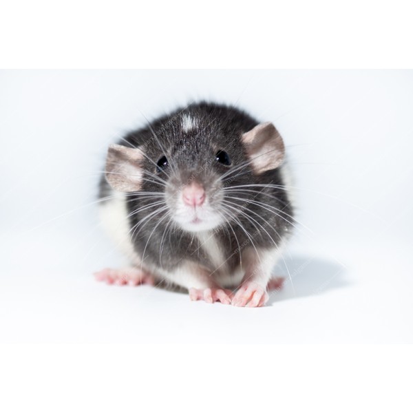 Comprar Rata Dumbo | Animales exóticos | Mascotas Algama