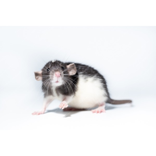 Comprar Rata Dumbo | Animales exóticos | Mascotas Algama