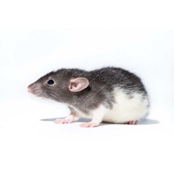 Comprar Rata Dumbo | Animales exóticos | Mascotas Algama
