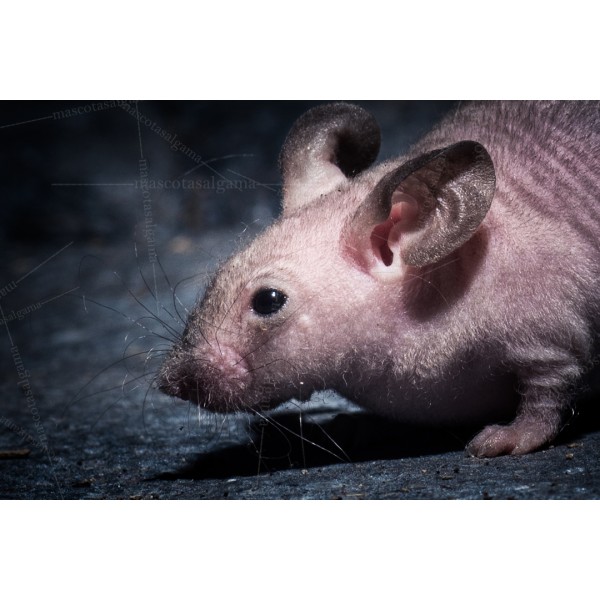 comprar ratón / Animales exóticos / Mascotas Algama