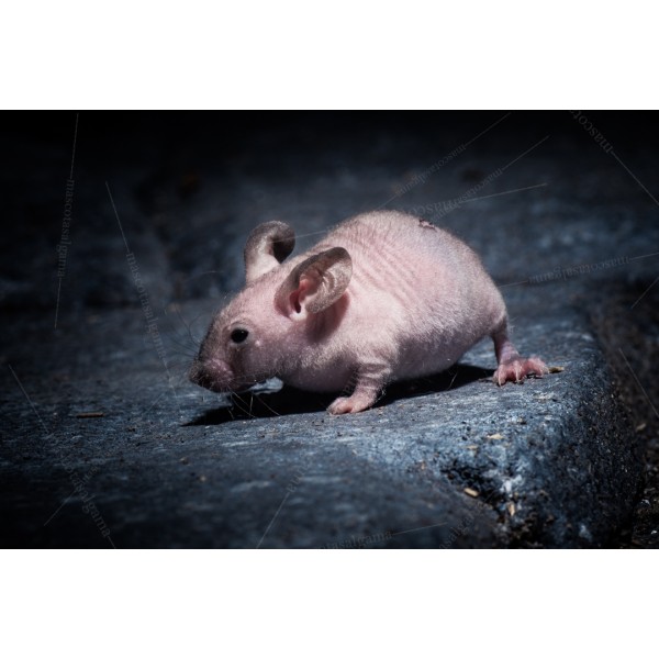 comprar ratón / Animales exóticos / Mascotas Algama