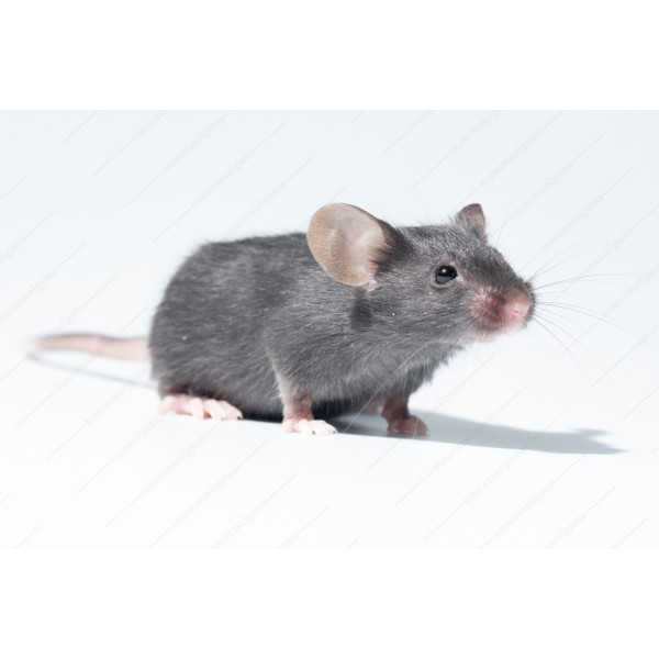 Ratón doméstico / Mascotas Algama/ Animales exóticos