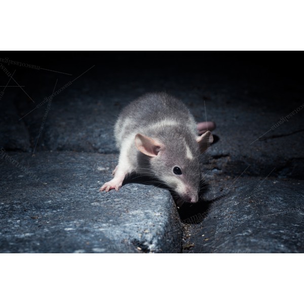 Comprar rata rex | Animales exóticos | Mascotas Algama