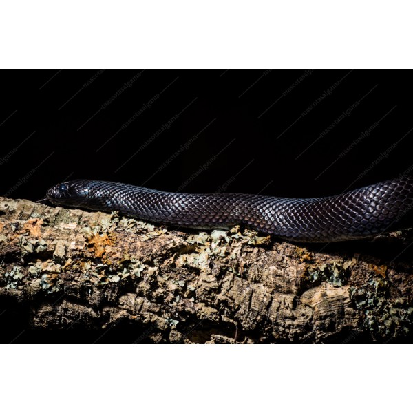 Serpiente rey mexicana negra / Mascotas Algama / Animales exóticos