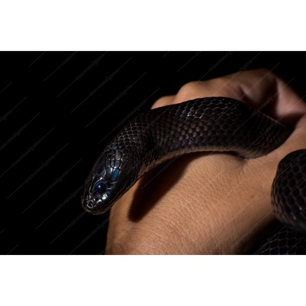 Serpiente rey mexicana negra / Mascotas Algama / Animales exóticos