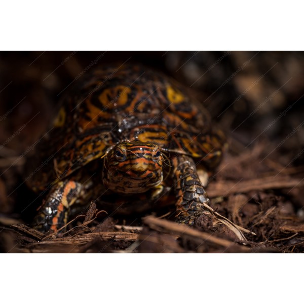 Comprar Tortuga Dragón terrestre pintada | Rhinoclemmys pulcherrima ...