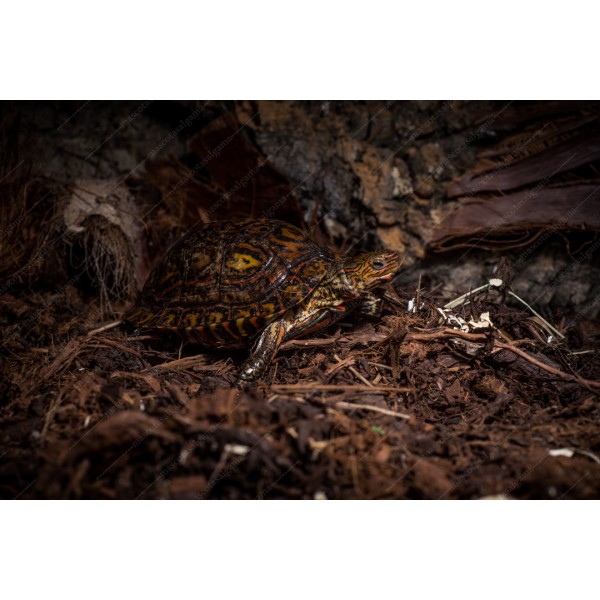 Comprar Tortuga Dragón terrestre pintada | Rhinoclemmys pulcherrima ...