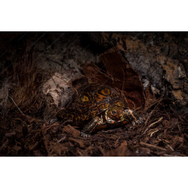 Comprar Tortuga Dragón terrestre pintada | Rhinoclemmys pulcherrima ...