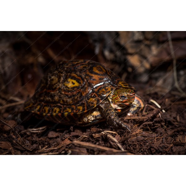 Comprar Tortuga Dragón terrestre pintada | Rhinoclemmys pulcherrima ...