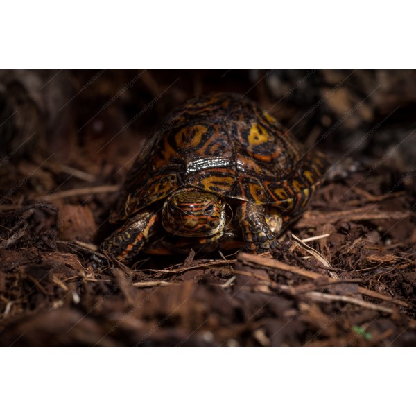 Comprar Tortuga Dragón terrestre pintada | Rhinoclemmys pulcherrima ...