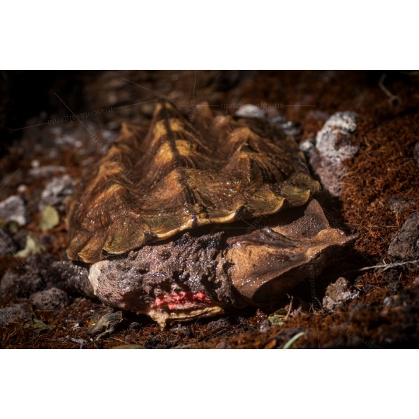 Comprar Tortuga Matamata - Chelus fimbriata | Animales exóticos ...