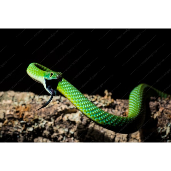 Comprar Culebra Arboricola Verde Africana - phylothamnus-sp | Animales ...